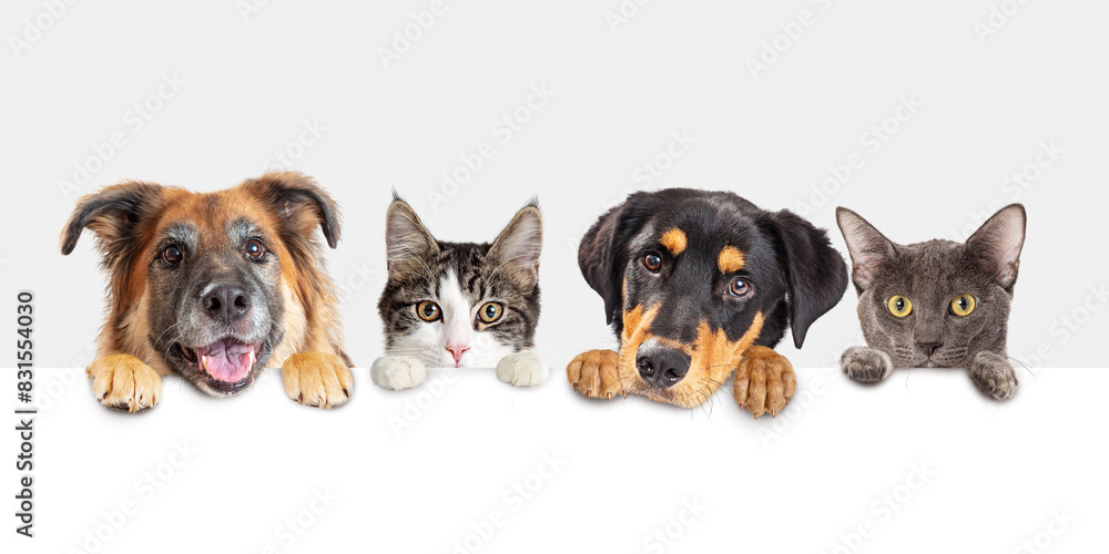 Row of heads of dogs and cats with paws up hanging over a blank white ...
