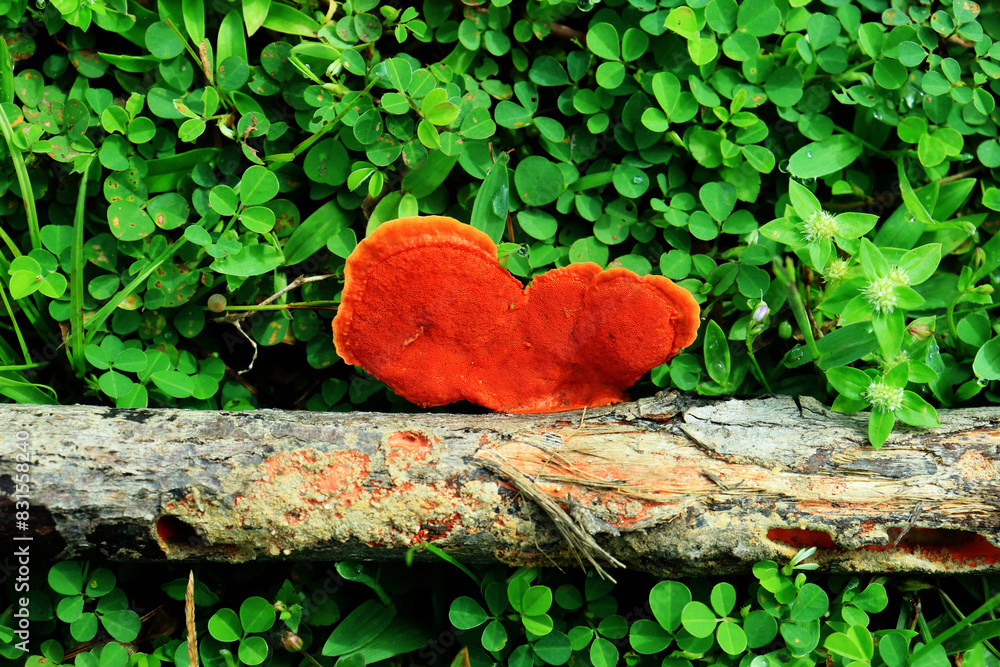 Cluster of Orange mushroom or Pycnoporus coccineus. On dead log. In the ...