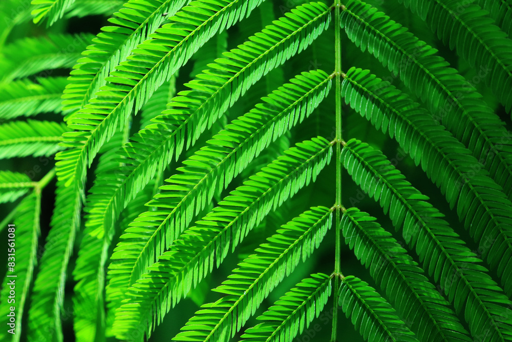 Kaliandra Merah, Calliandra calothyrsus with green calliandra leaves in ...