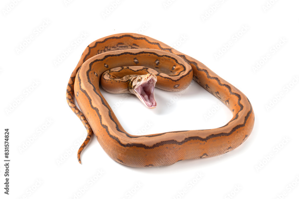 Orange Glow Motley Reticulated Python (Malayopython reticulatus). The ...