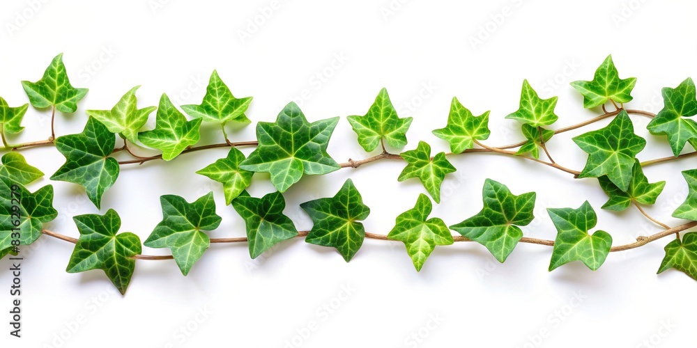 Ivy leaves forming a delicate border design with green vines against a ...