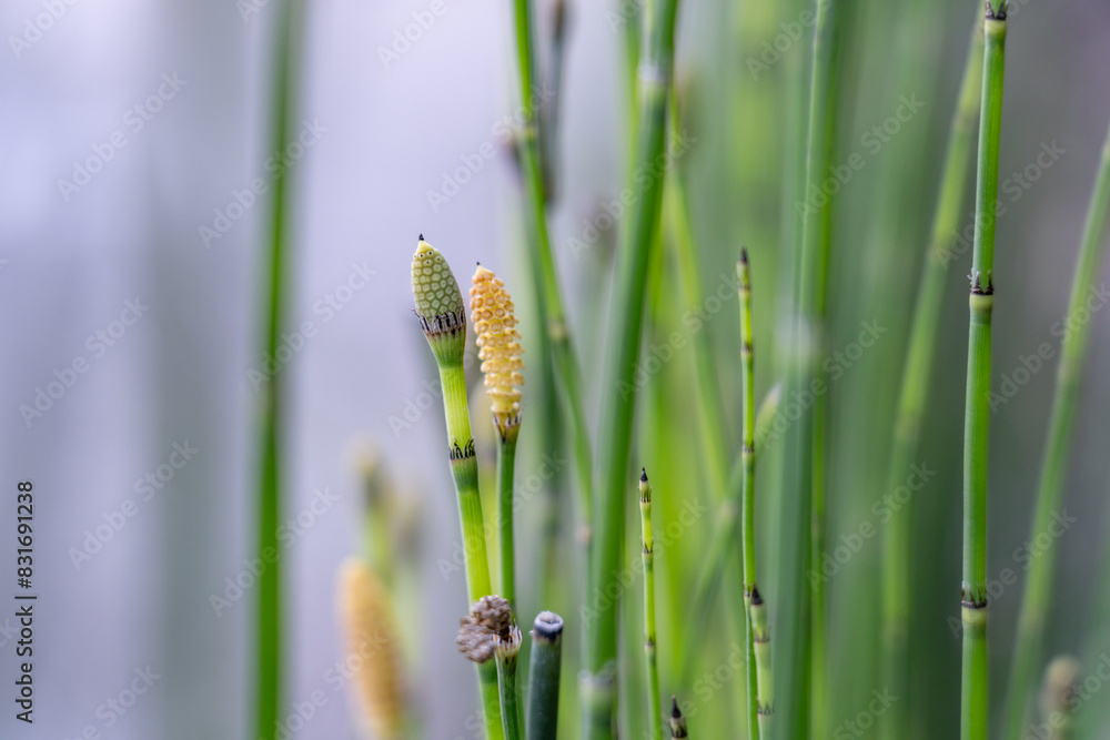 Equisetum hyemale, rough horsetail, scouring rush, scouringrush ...