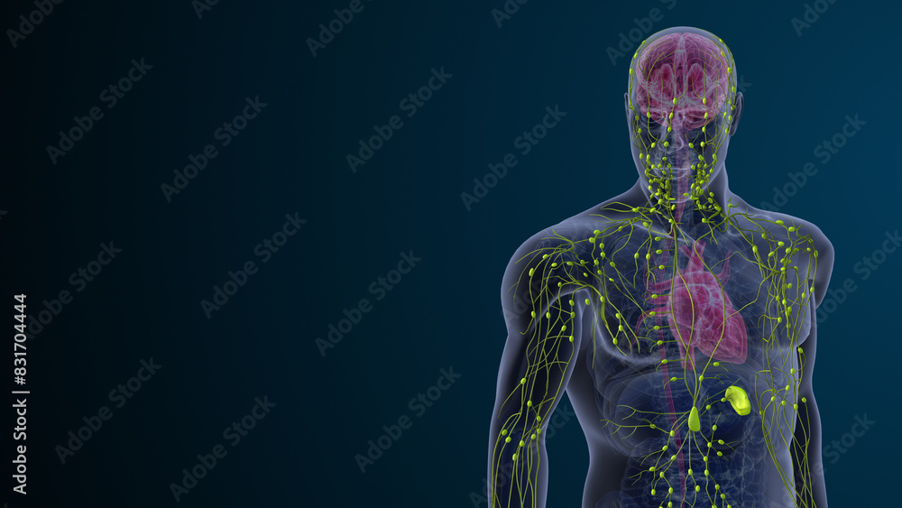 Lymphatic system of the human body Stock Illustration | Adobe Stock