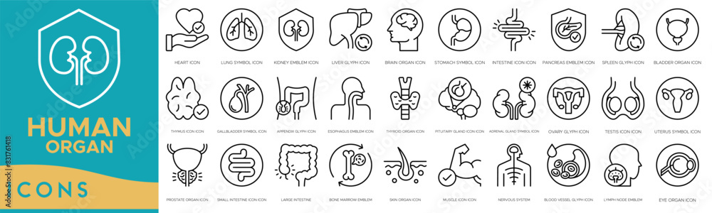 Human organ icon set. Heart, Lung Symbol, Kidney Emblem, Liver Glyph ...