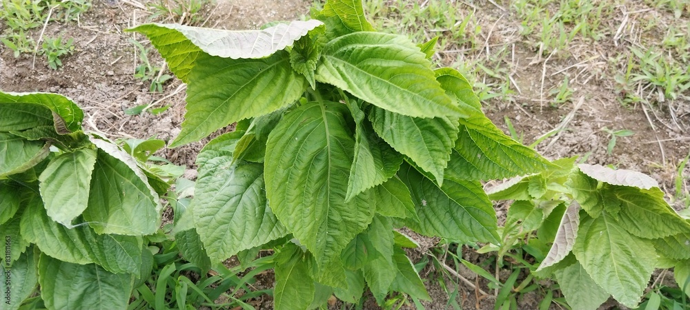 korea sesame leaf Ssam vegetables Stock Photo | Adobe Stock
