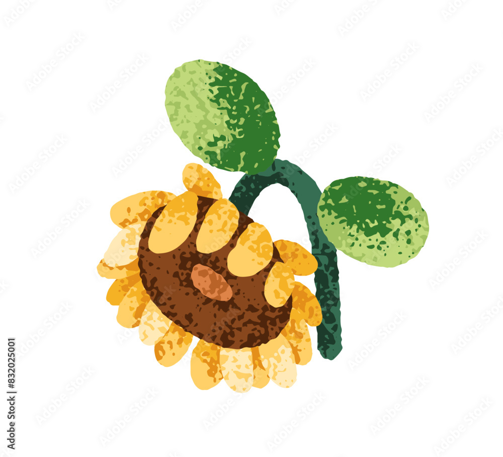 Sunflower, farm plant. Floral field crop, agriculture sun flower with ...