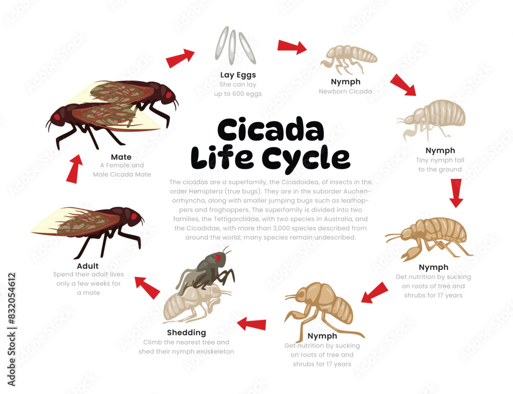 Cicada Life Cycle Diagram for Science Education development process ...