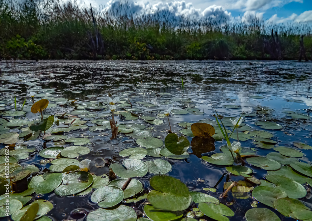 Limnodium. Lowland swamp. Specific water plants, helophytes ...
