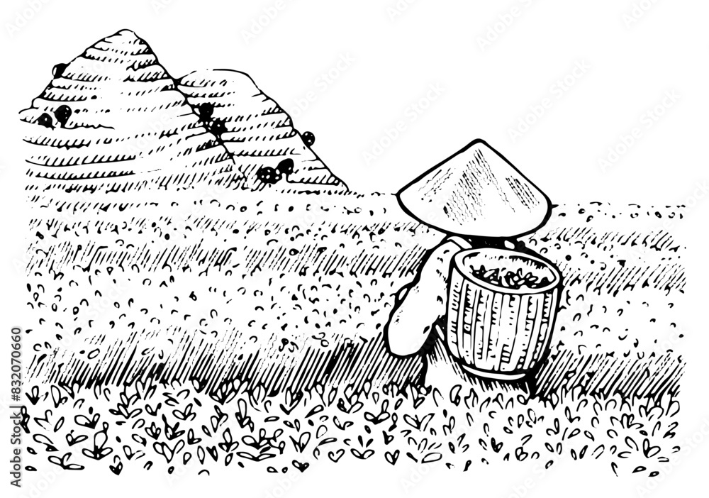 Tea Picker on Plantation Vector outline illustration. One female worker ...