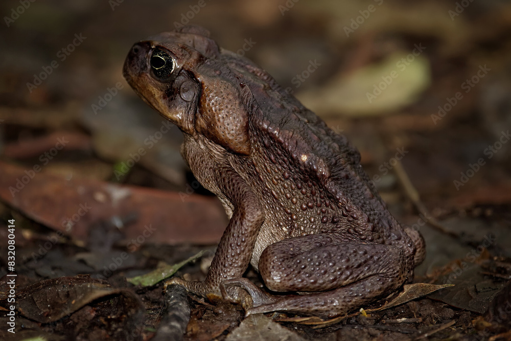 Cane toad in tropical rain forest. Rhinella marina. Giant cane toads ...