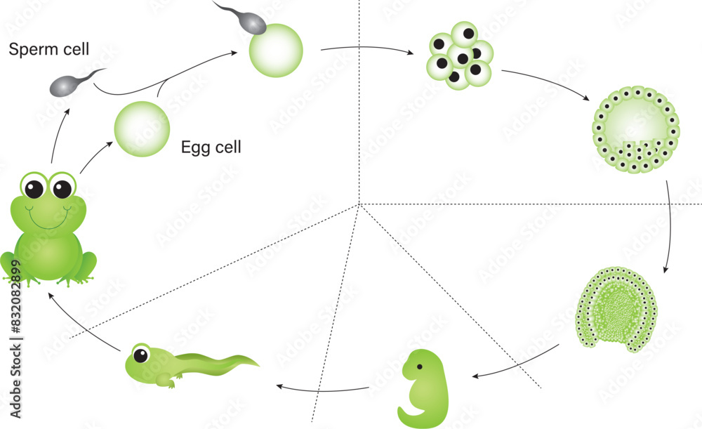 The life cycle of a frog for Science Education illustration vector ...