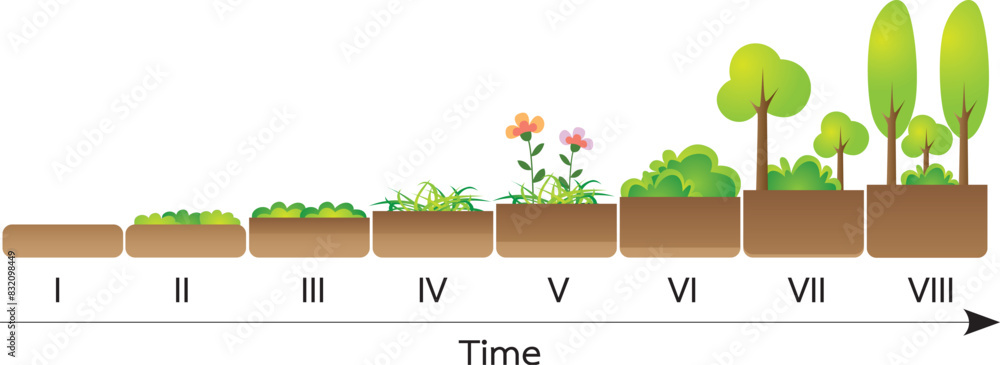Photo & Art Print Primary ecological succession diagram illustration ...