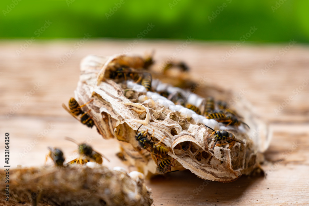 wasp honeycombs, Natural bees nest, insect habitat with larvae, wasp ...