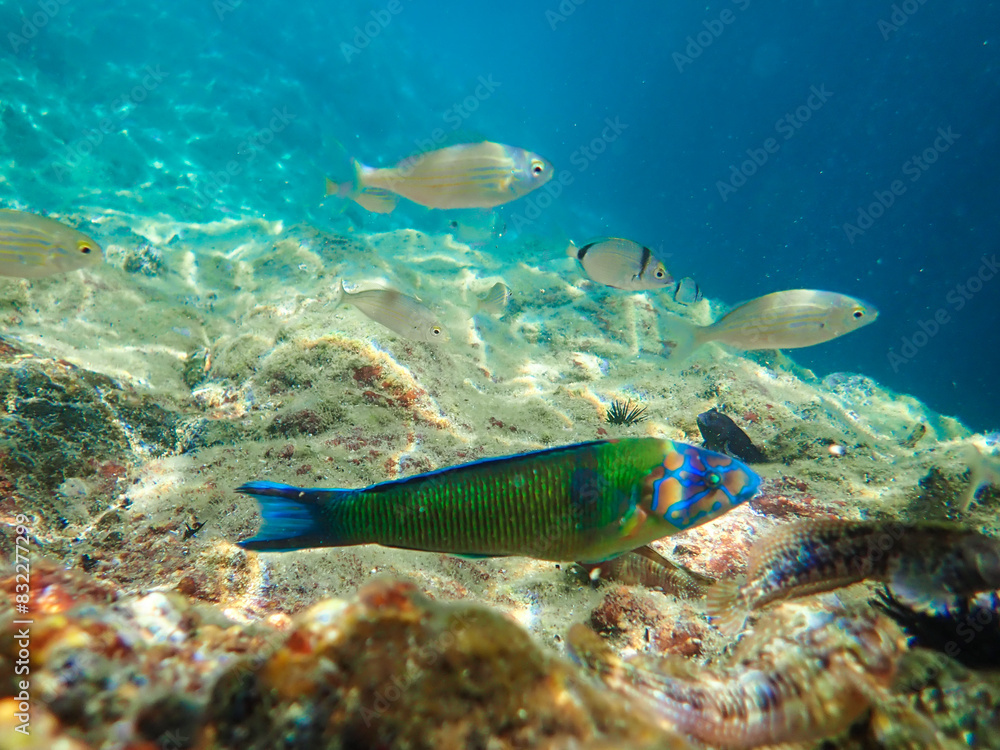 Ornate wrasse (Thalassoma pavo) undersea, thalassoma fish, Close up ...