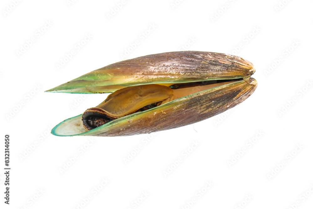 Mussels on white background.suitable for people who are controlling ...