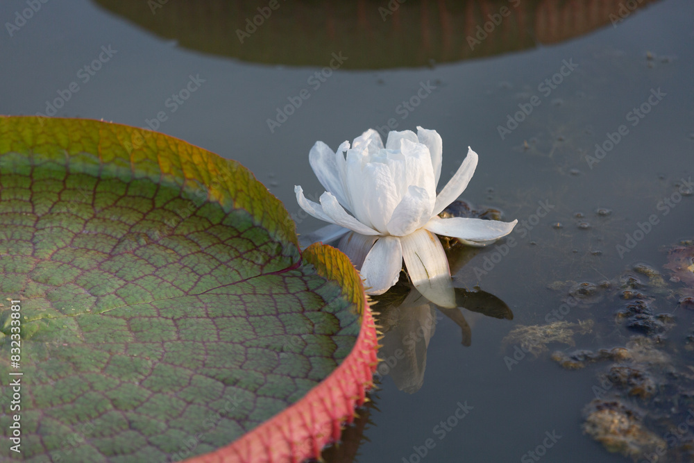 Royal waterlily or Victoria lotus which white lotus flower floating in ...