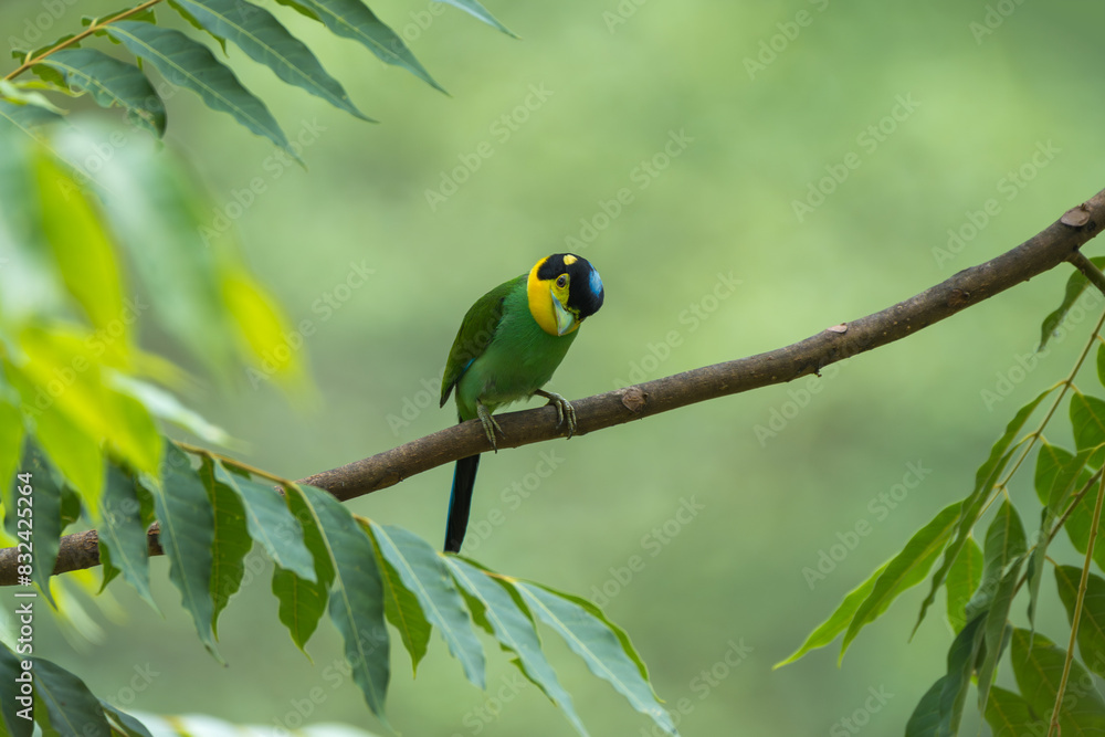 Long-tailed Broadbills (Psarisomus dalhousiae) are the cutest birds ...