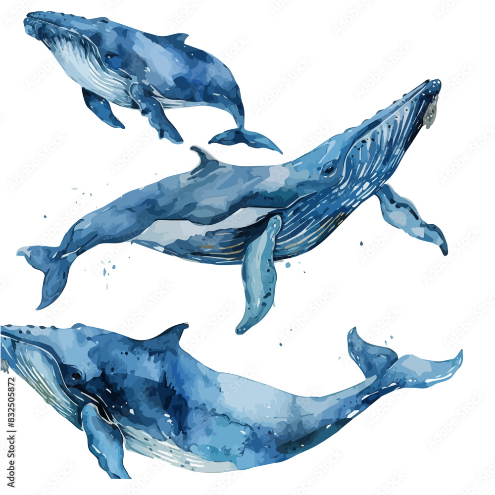 Watercolor painting of whale set, isolated on a white background, whale ...