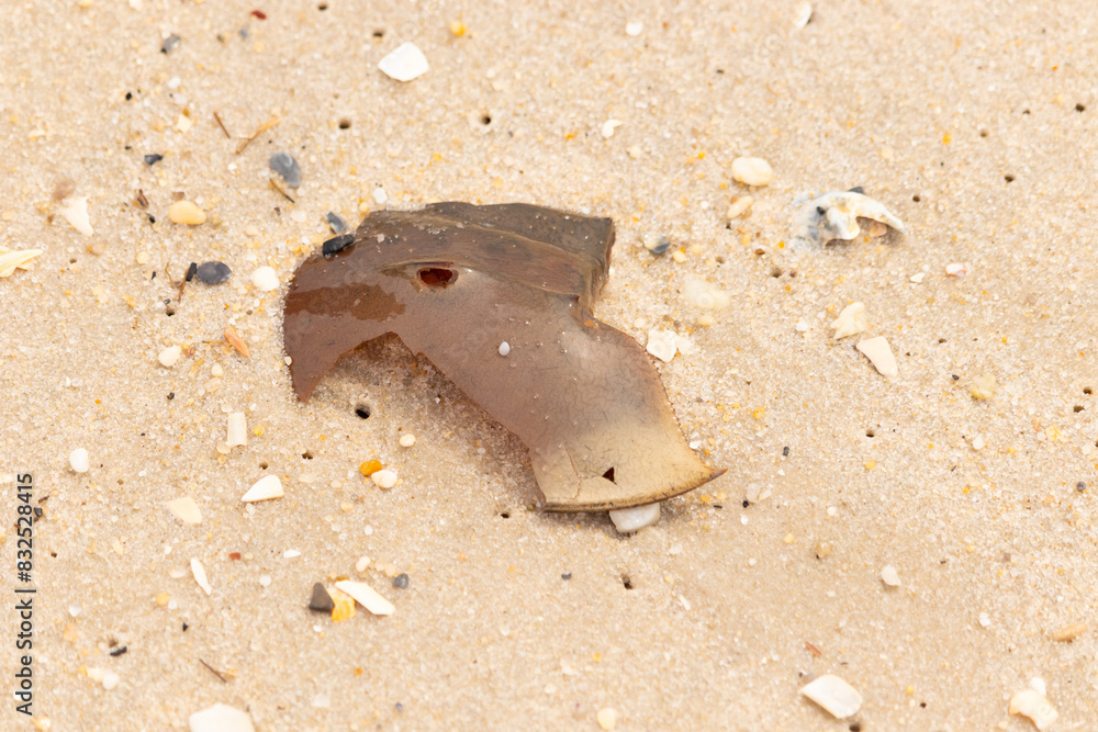 Piece of horseshoe crab shell lay on the beach. The cracked armor of ...