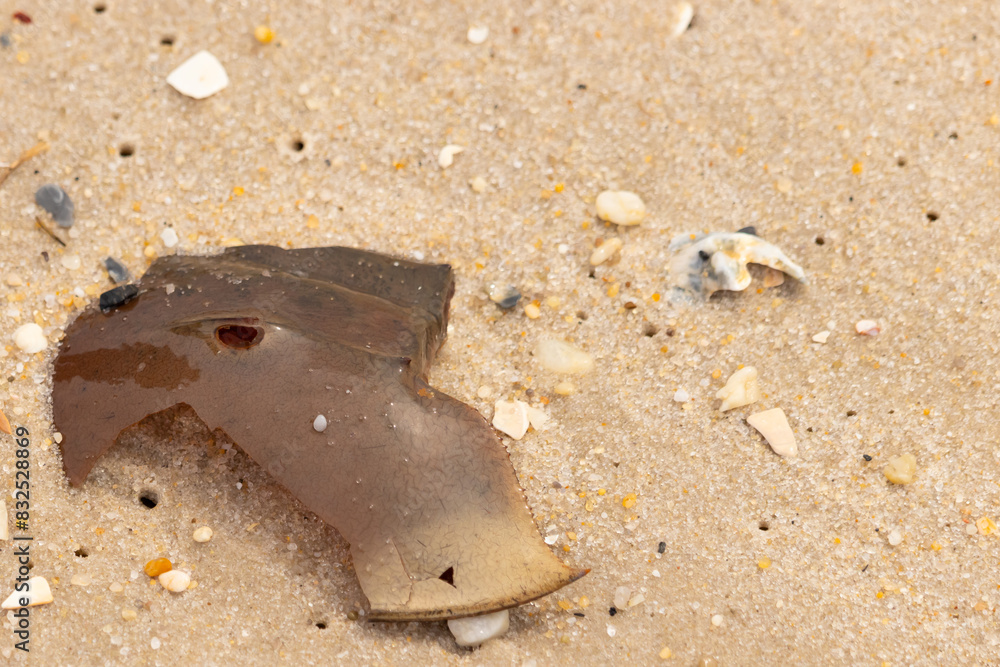 Piece of horseshoe crab shell lay on the beach. The cracked armor of ...