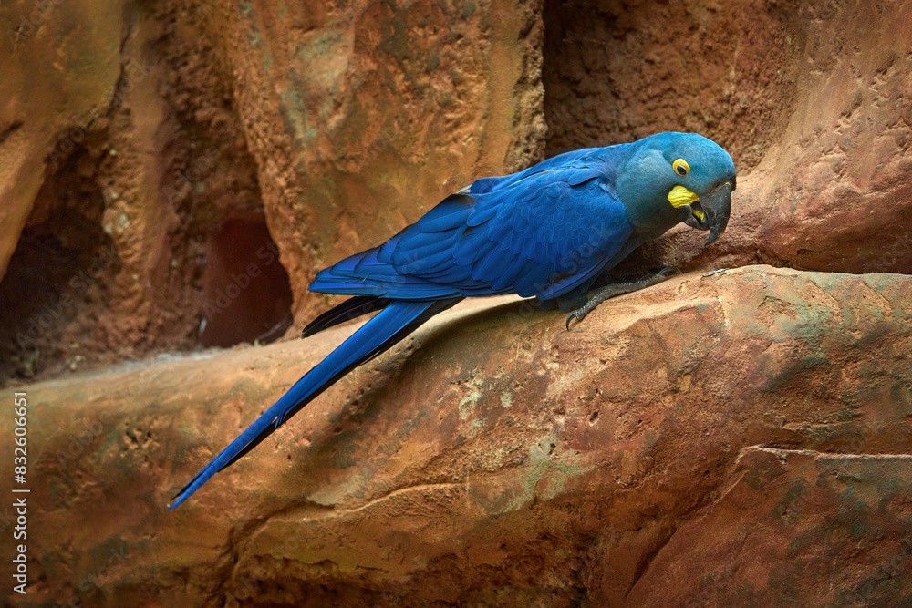 Lear's macaw, Anodorhynchus leari, large blue rare parrot from Brazil ...