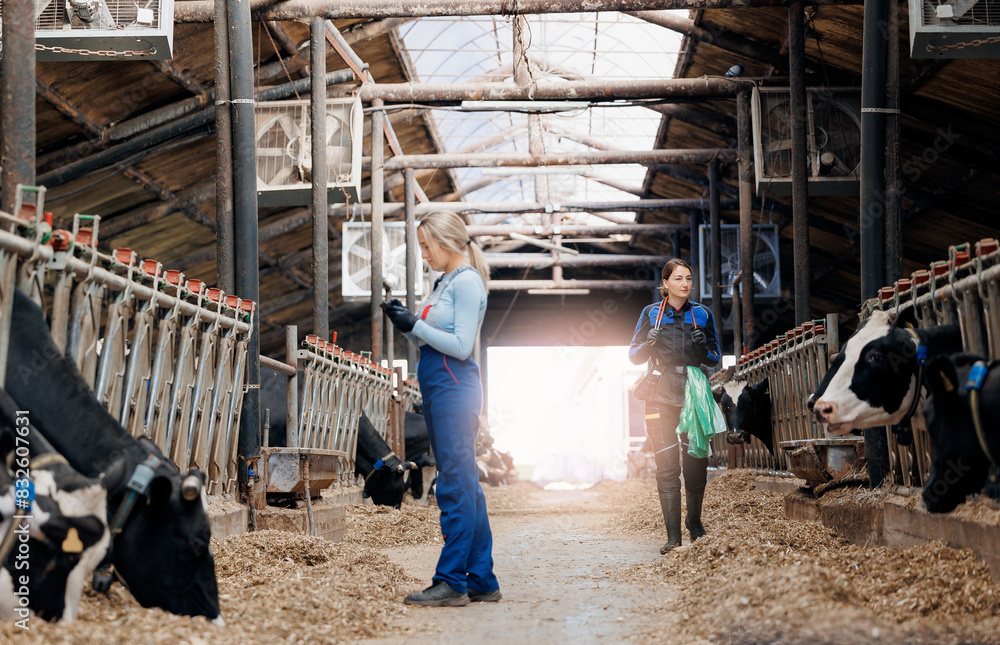 Happy team young dairy farm workers working with cows and using phone ...