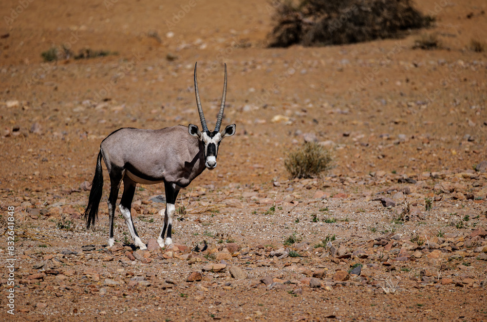 The gemsbok (Oryx gazella), or South African oryx, is a large antelope ...
