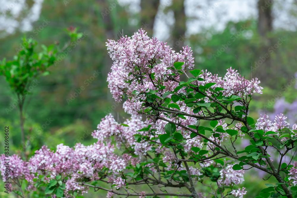 Blooming fragrant branch of lilac flower in garden. Bush syringa ...