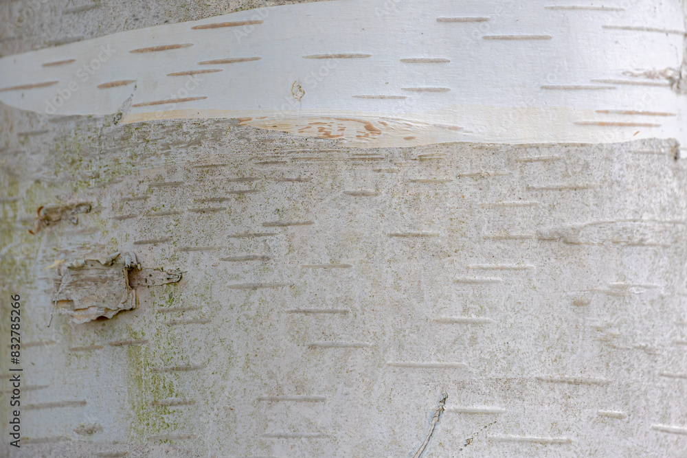 Close up details and surface of white bark tree in forest, A birch is a ...