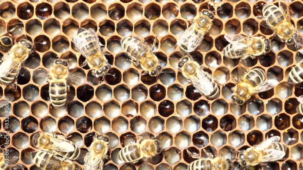 Feeding the larvae with bee milk. The picture is interesting for ...