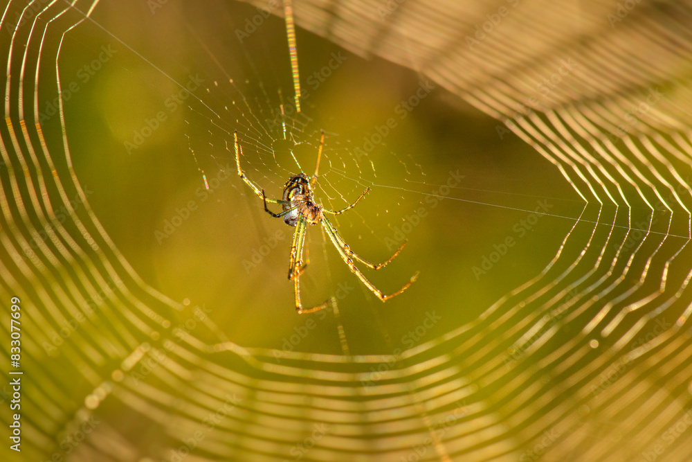 Orb-weaver spiders are members of the spider family Araneidae. They are ...