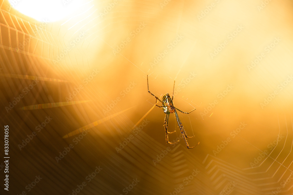 Orb-weaver spiders are members of the spider family Araneidae. They are ...