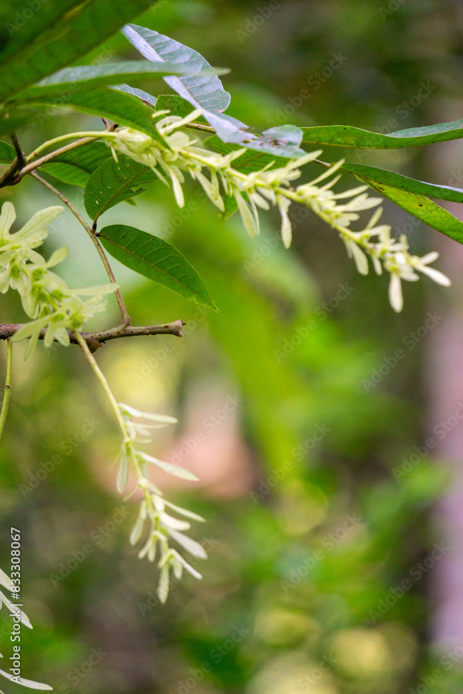 Pterocarya tonkinensis (yue nan feng yang, Tonkin Wingnut, Pterocarya ...