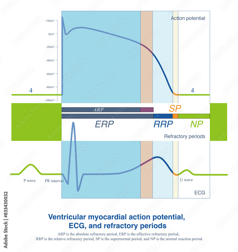 The effective refractory period of the ventricular muscle is equivalent ...