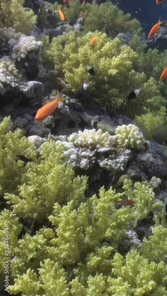 School of fish of various colors, including red, orange, and black ...