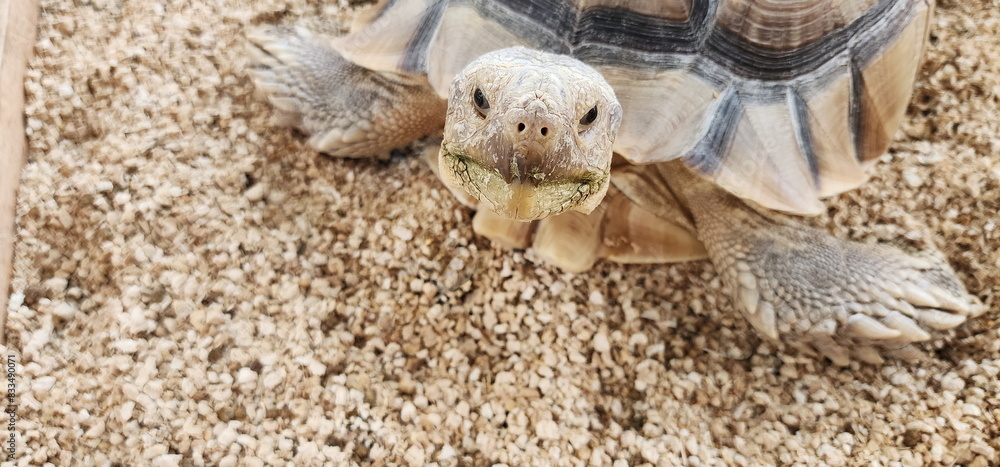 Close-up of the head of a Sulcata tortoise raised in a wooden pen. The ...