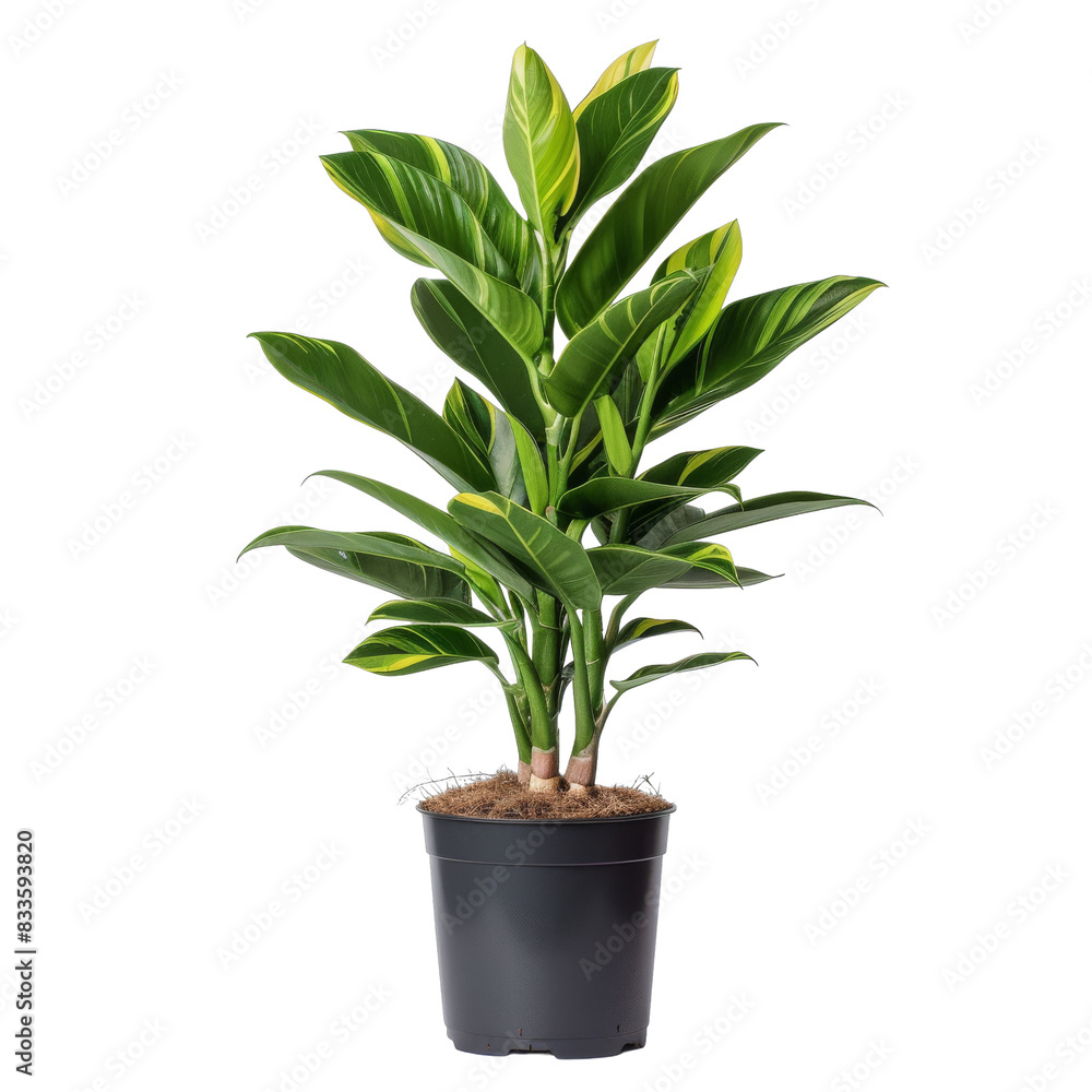 [Transparent Background PNG]Variegated Ficus elastica plant in a pot ...