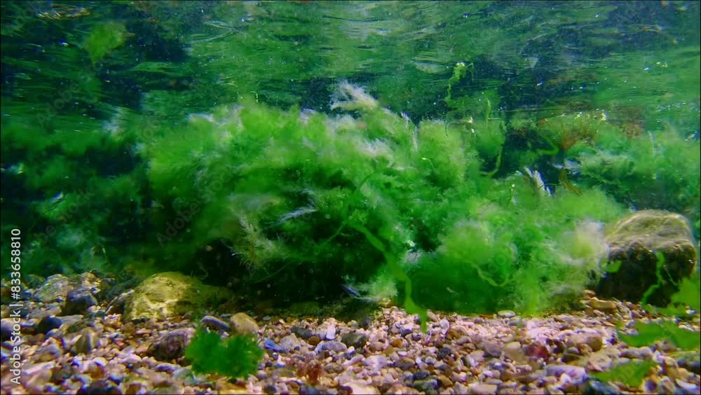 Ulva, cladophora green algae oxygenate, torn algal mess pollution move ...