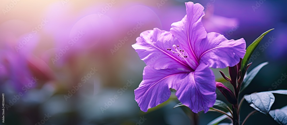 The pretty purple kencana flower Ruellia tuberosa is blooming in the ...