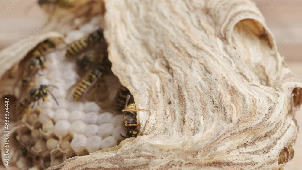 wasp honeycombs, Natural bees nest, insect habitat with larvae, wasp ...