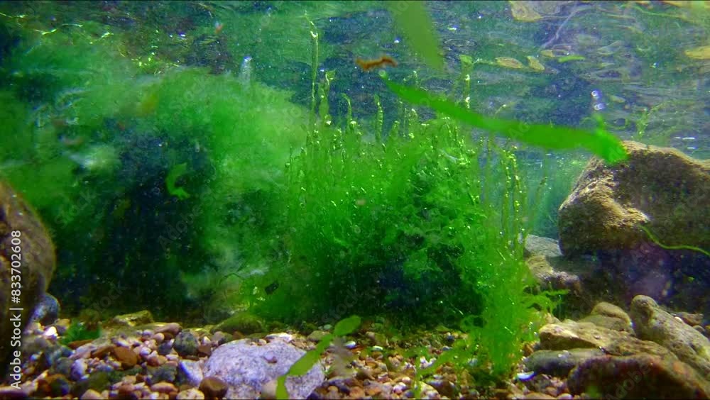 Cladophora, Ulva green algae, torn algal mess pollution move in laminar ...