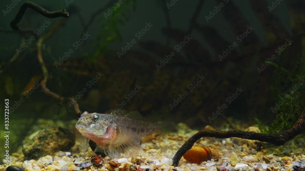 monkey goby gills breathe dissolved oxygen and rest on sandbed, wild ...