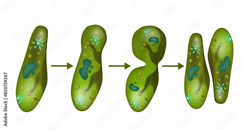 Poster Microbe paramecium cell division. Reproduction in Paramecium ...