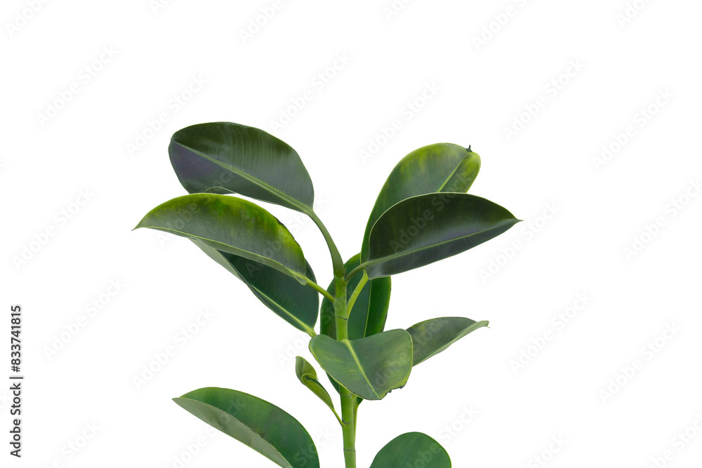 Ficus elastica , the rubber fig, rubber bush, rubber tree, rubber plant ...
