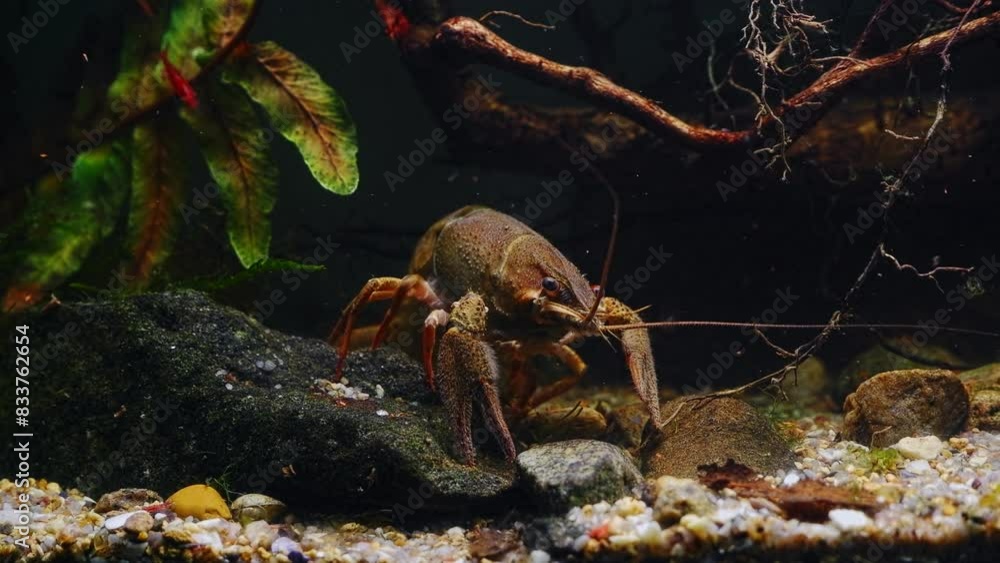 narrow-clawed crayfish female clean belly with legs, wild caught ...