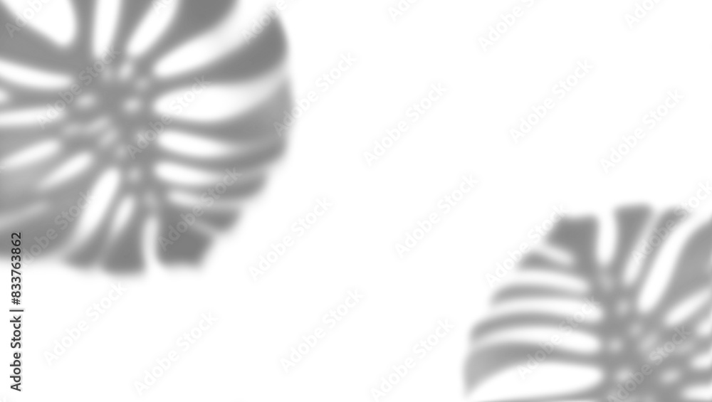 Gobo shadows of Monstera leaves on a transparent background, 4k UHD ...