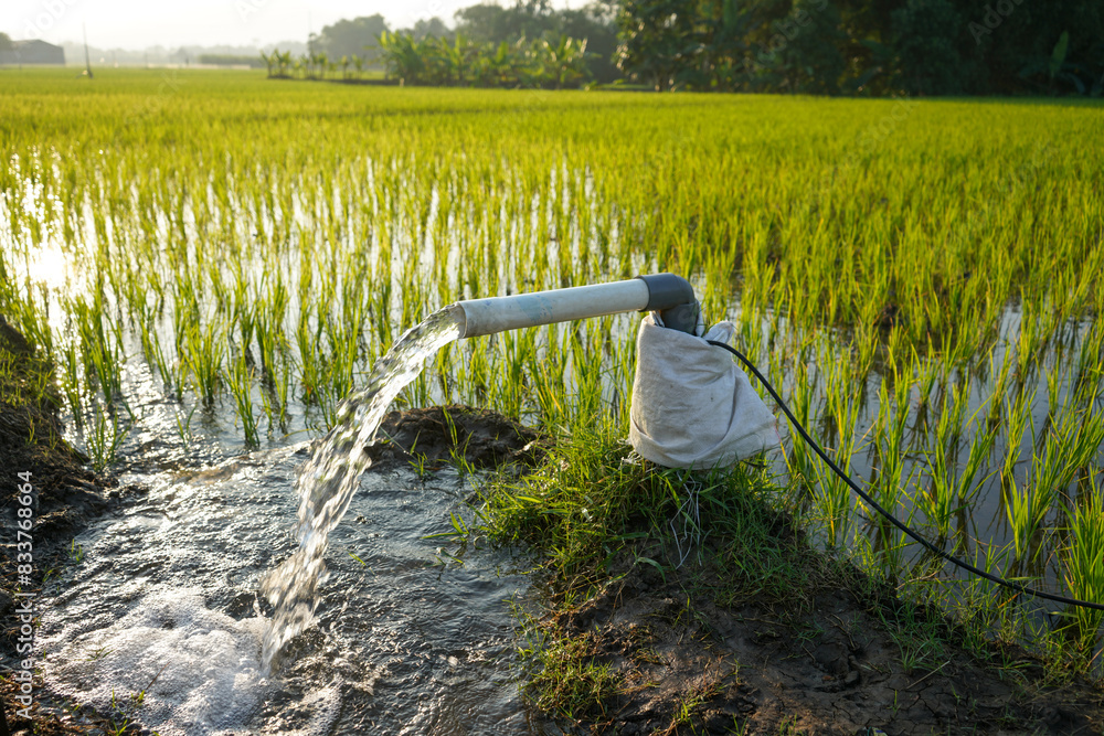 Irrigation of rice fields using pump wells with the technique of ...