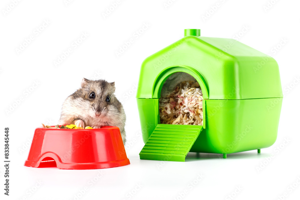 Dwarf gray hamster isolated on white background. Little house.Cute baby ...