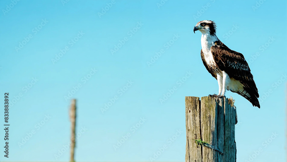 Osprey on a wood pole with grass in the fore ground and blue sky ...