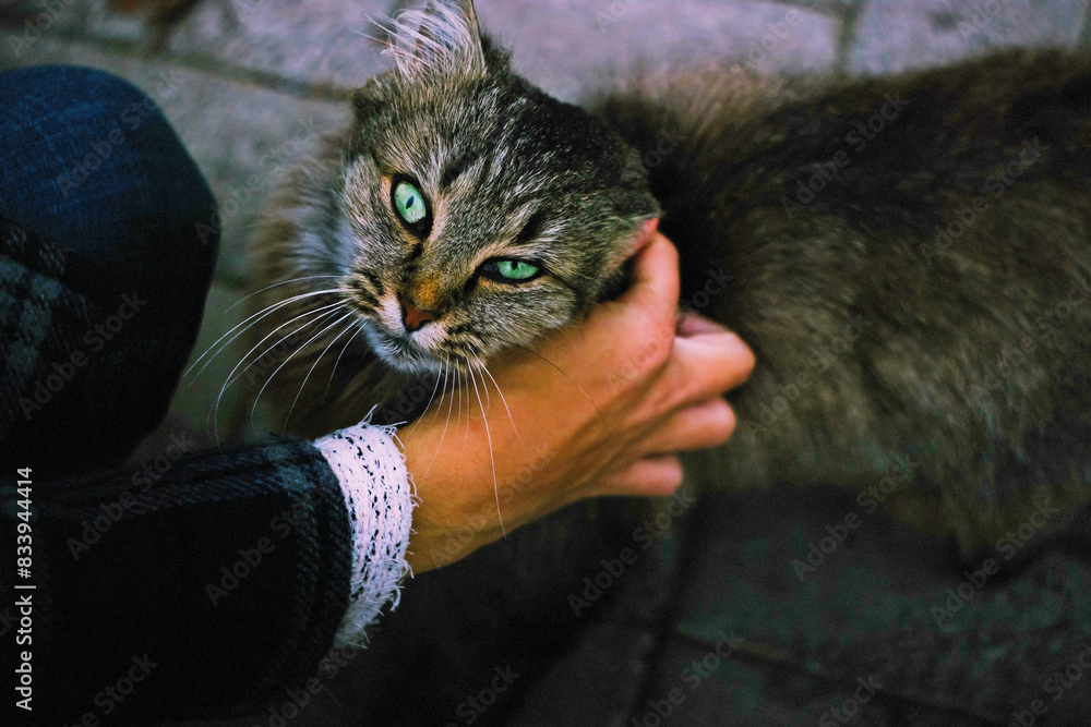 Woman hand stroking street cat. People support pets. Human hand ...